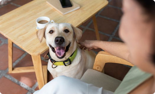Dog Business Tips & Insights | Pet Evolution Franchising